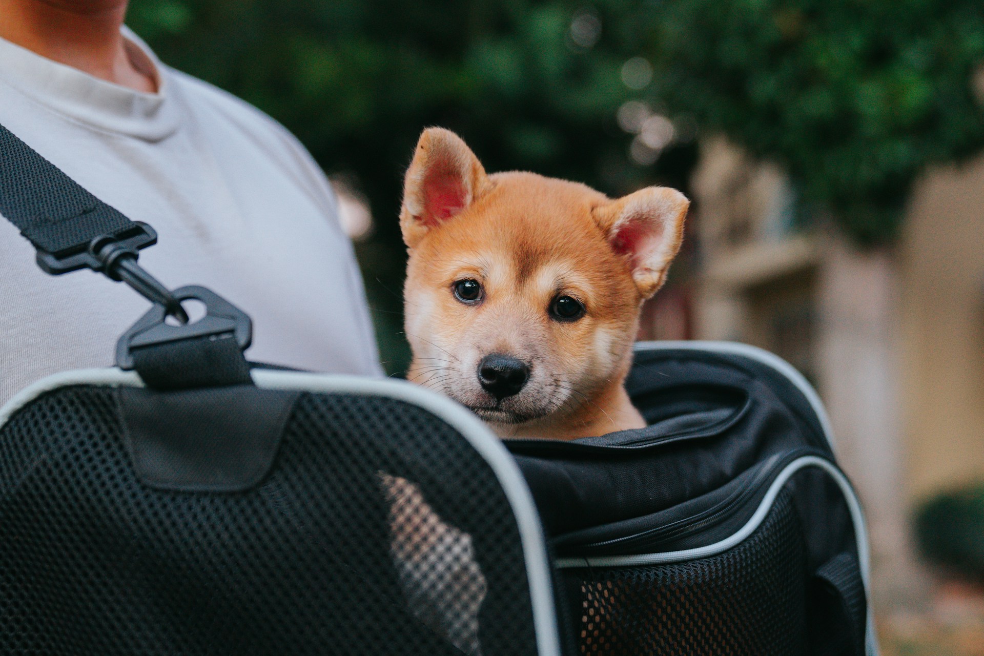 Bringing Pets to Bali: What Travelers Need to Know
